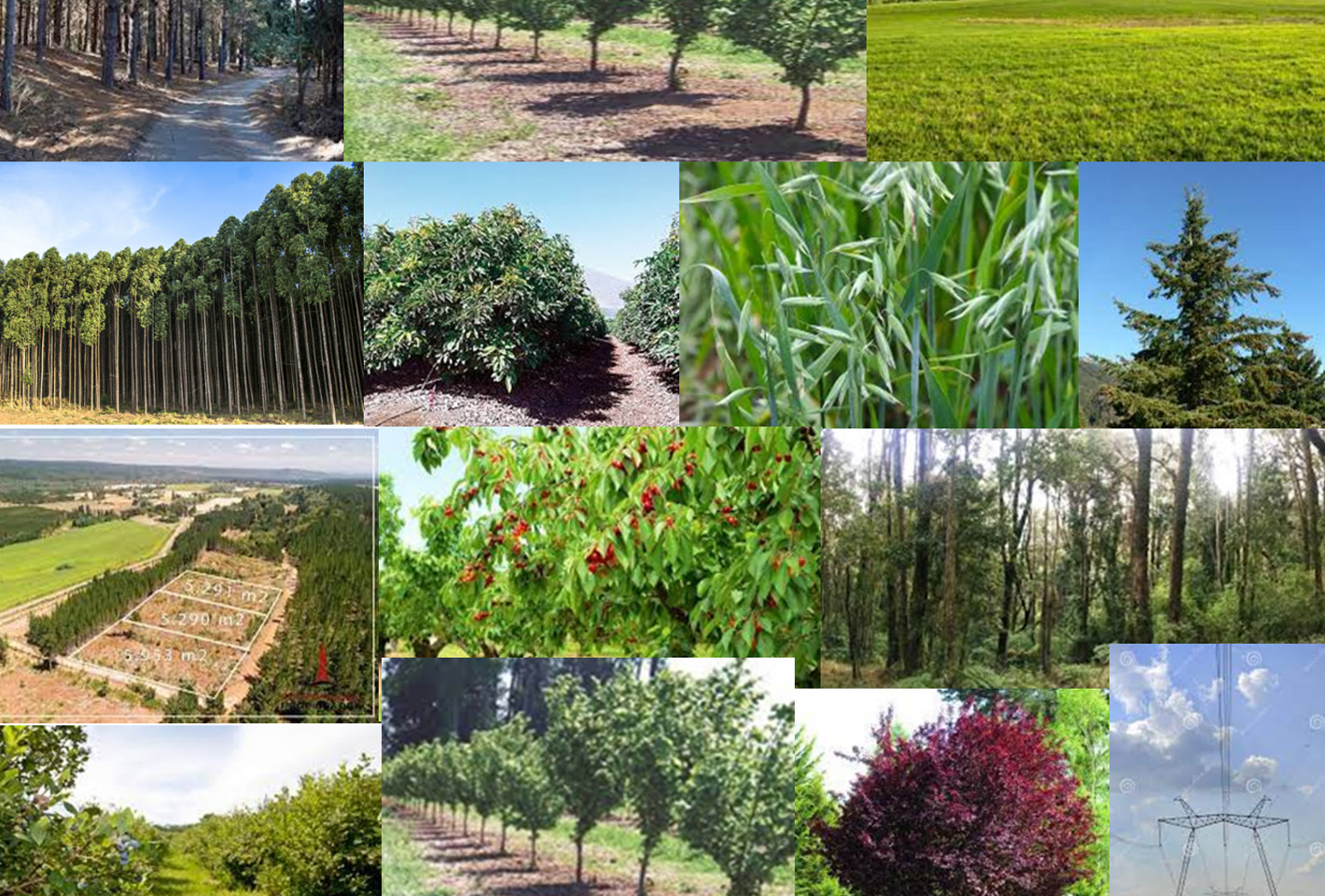 Triturado y Subsolado de suelos - Biofor SpA